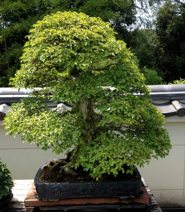 Nihon de Hajimete, Part 3: Shinpukuji Temple and Aichien | Japanese ...