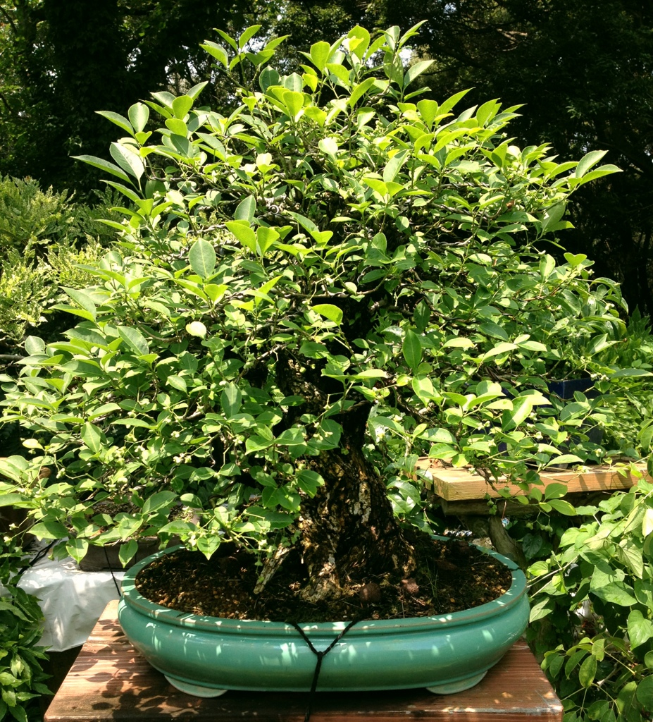 Nihon de Hajimete, Part 3: Shinpukuji Temple and Aichien | Japanese ...