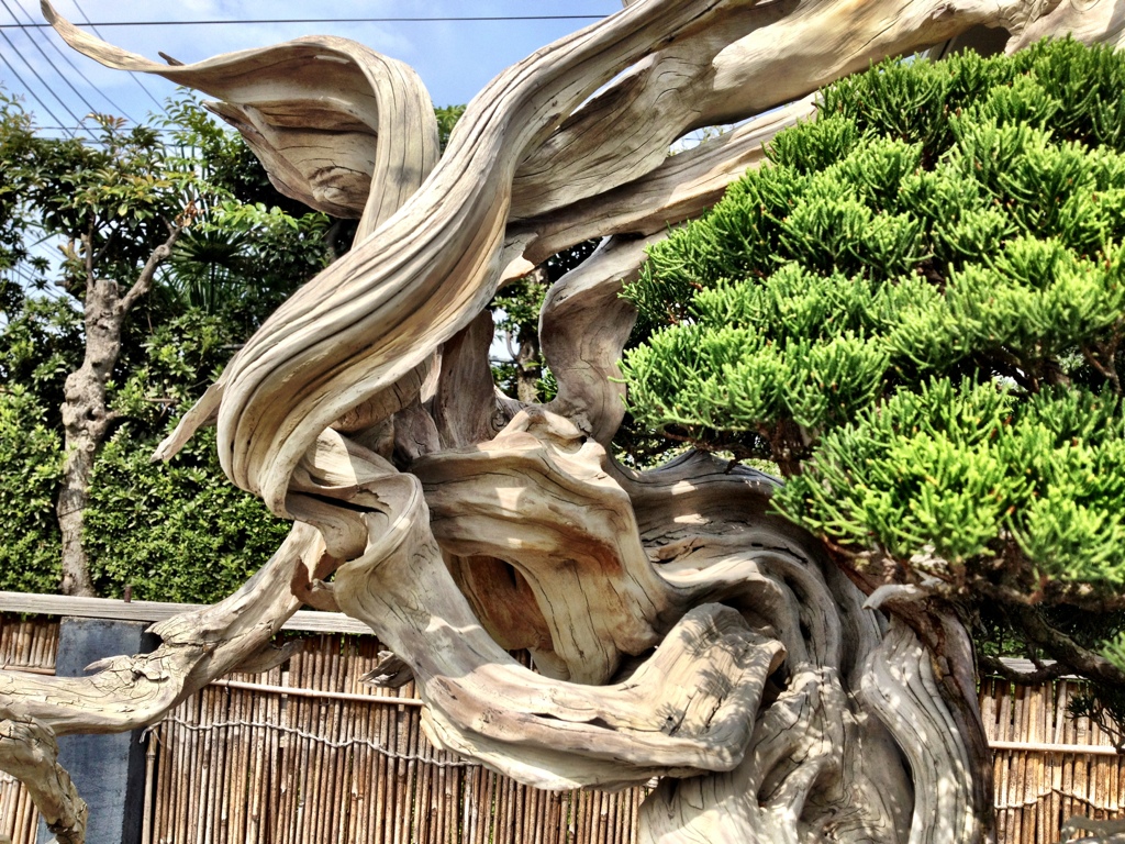 Nihon de Hajimete, Part 8: Kimura’s Garden | Japanese Bonsai Pots Blog